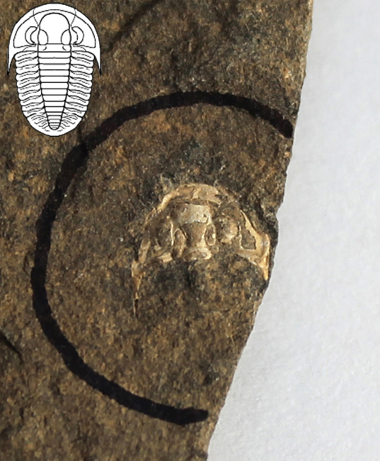 Cyphoproetus putzkeri Šnajdr, 1976 - 5 mm (sag), Loděnice „Barrandovy ...