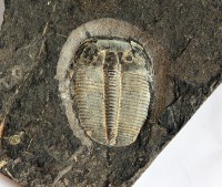 fossil-alma-silur